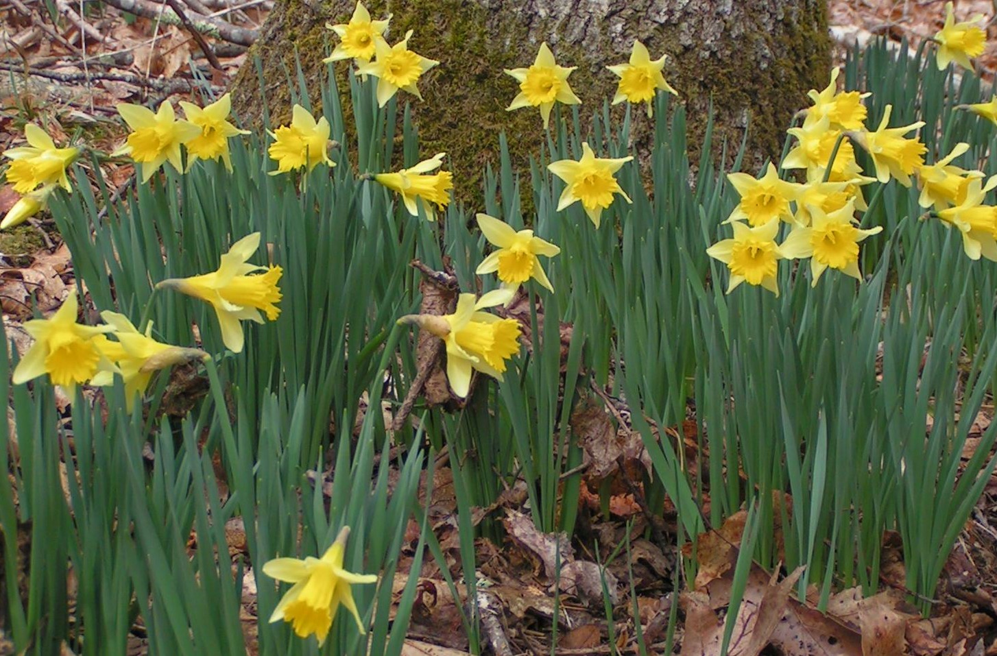 March Madness – Living on the Diagonal